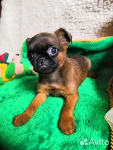 Пти брабансон девочка