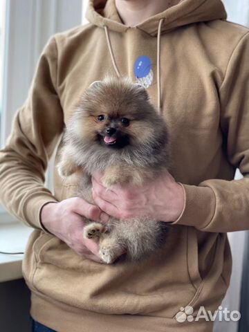 Померанский шпиц мальчик Брюс