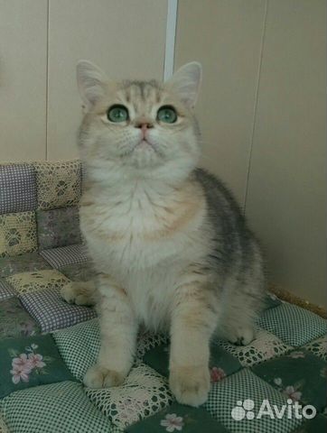 Мальчик голубое золото