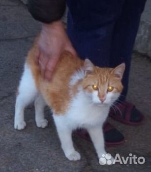 Котик в добрые руки