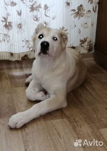 Среднеазиатская овчарка алабай щенки