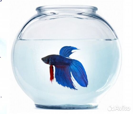 Рыбка петушок