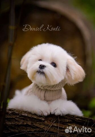 Мальчик мальтипу Ф1 крем