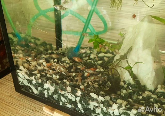 Мальки пецилий