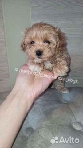 Мальтипу Ф1 милые Кукляши Бебифейсики