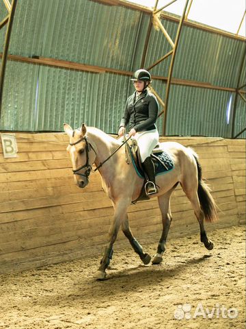 Универсальная кобыла под ребенка, начинающего