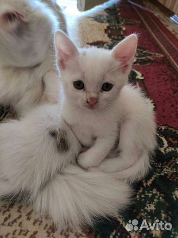 Белые котята