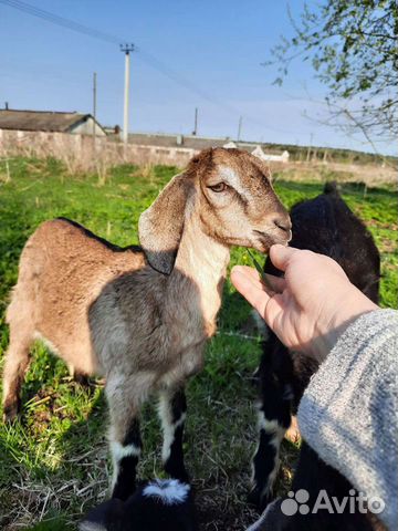 Козлята англо-нубийские, нубо-альпийские