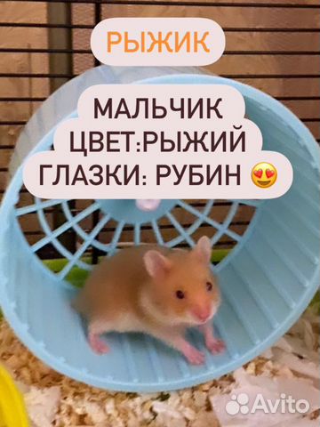 Сирийский хомяк ручной малыш
