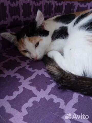 Котенок Ника 3 месяца