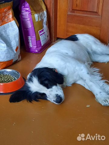 Спаниель ищет дом