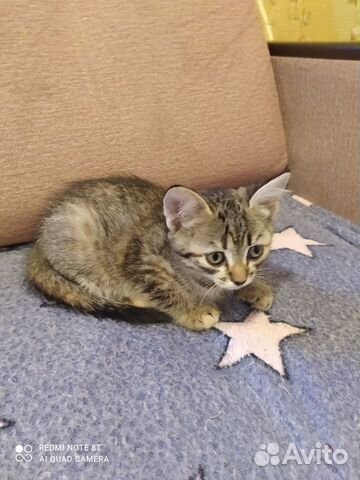 Кошки бесплатно