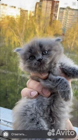 Шотландская
