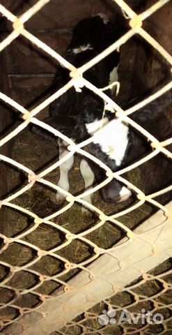 Бычок голштин домашний