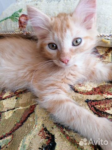 Солнечный котенок