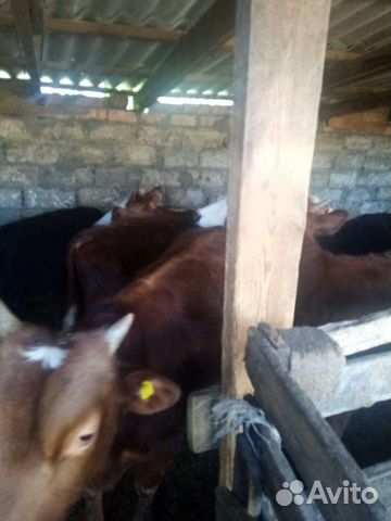 Бычки и тёлки