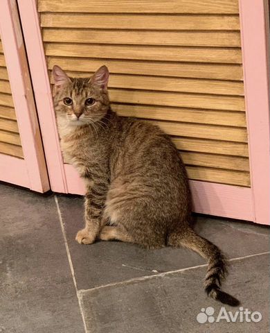 Кошечка Ася - подарит вам счастье