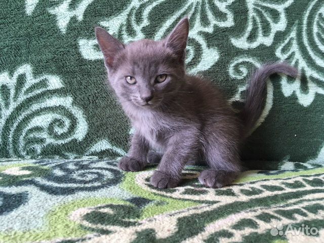 Котёнок