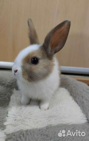 Карликовые крольчата