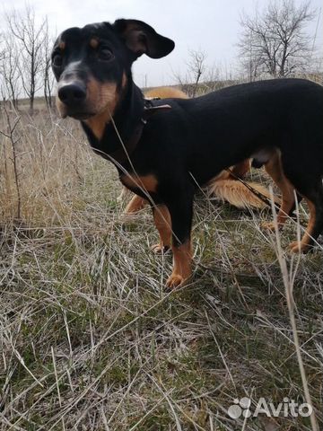 Отдам в добрые руки собачку, такса 9 месяцев