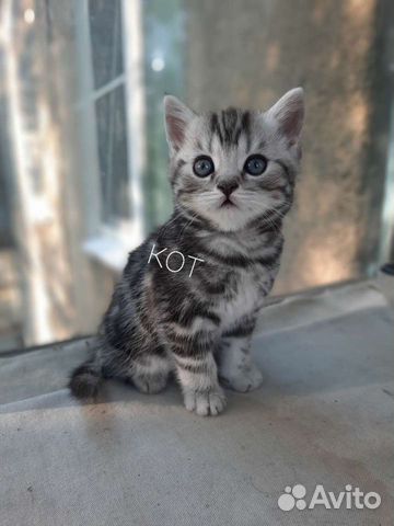 Шотландские котята