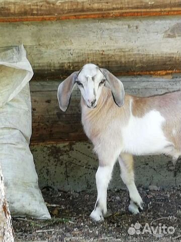 Коза нубийская