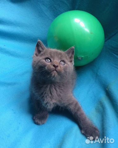 Дымчатый котенок ищет дом