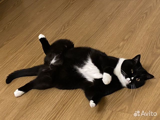 Домашние животные кошки бесплатно