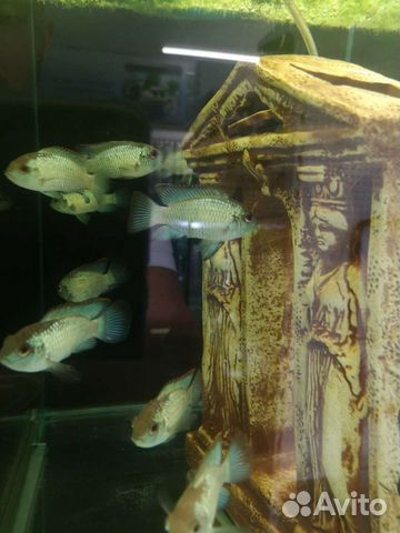 Нанокара неон блю