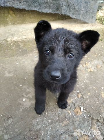 Щенки восточно-европейской овчарки
