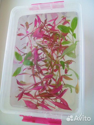 Прополка альтернантера обычная и мини