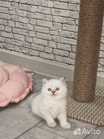 Котята скотиш страйт