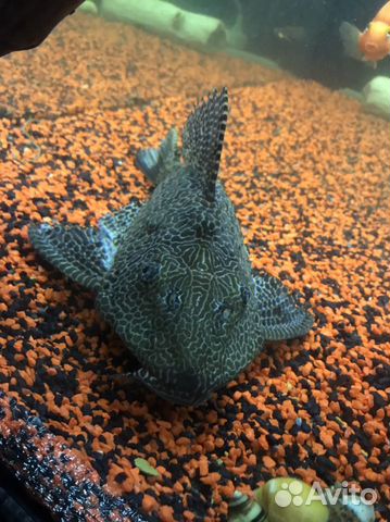 Сом Порчевый