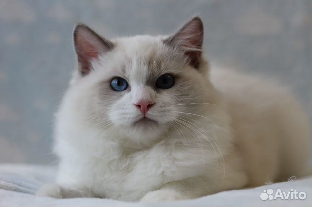 Котёнок рэгдолл голубой биколор