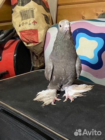 Голуби (узбеки игровые)