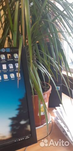 Собака в добрые руки щенок