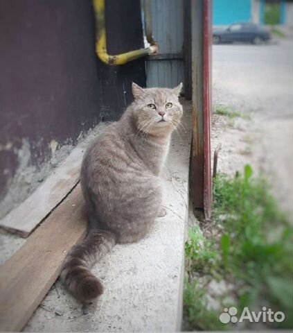 Полосатый котейка в поисках семьи