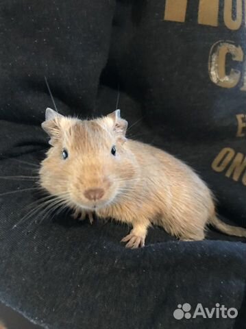 Дегу с клеткой (по надобности)