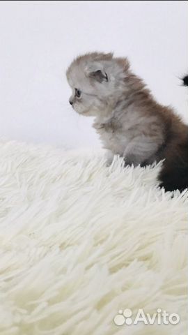 Вислоухий котёнок Хайленд - Фолд
