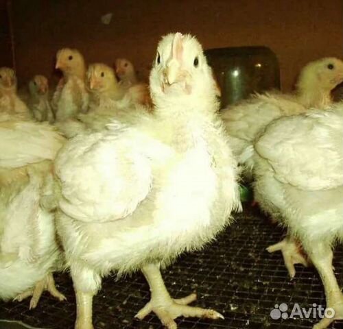 Подрощеныые бройлерные цыплята