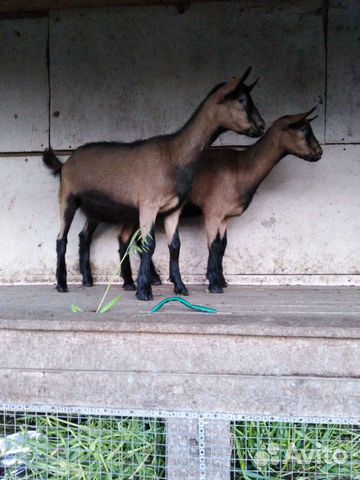 Чешские козлята