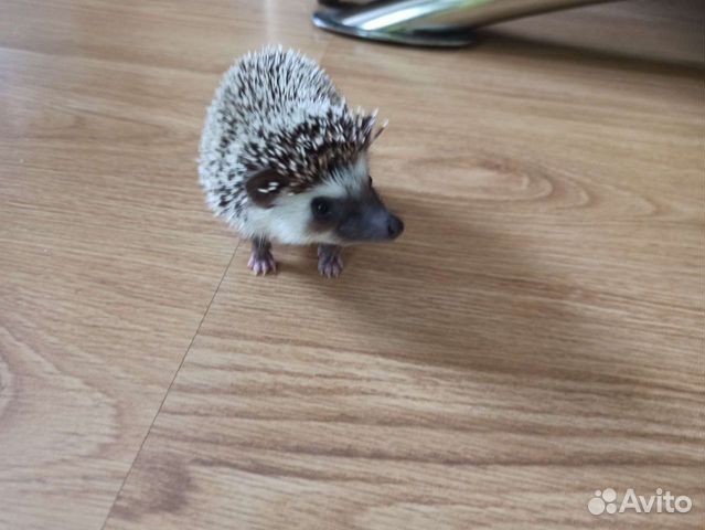 Африканский ëж