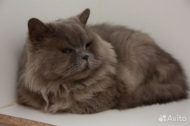 Котик Персидский в дар