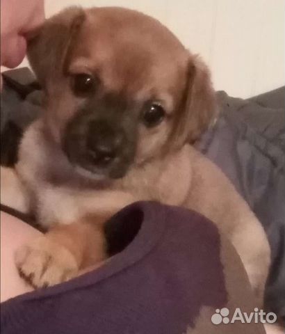 Собака порода той-терьер щенок девочка