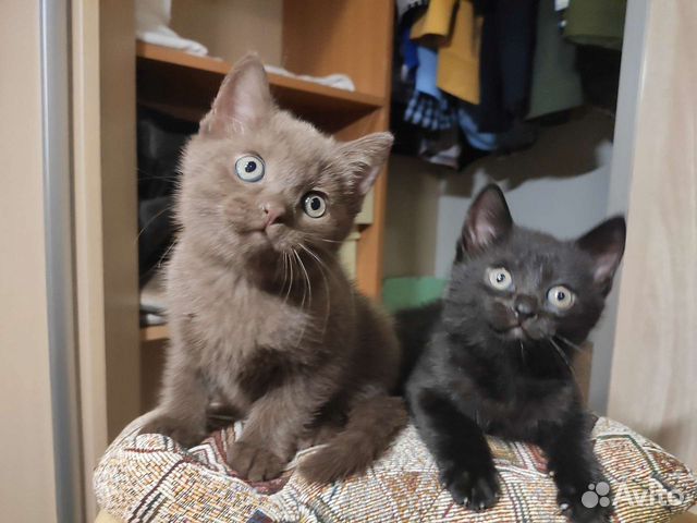 Котята