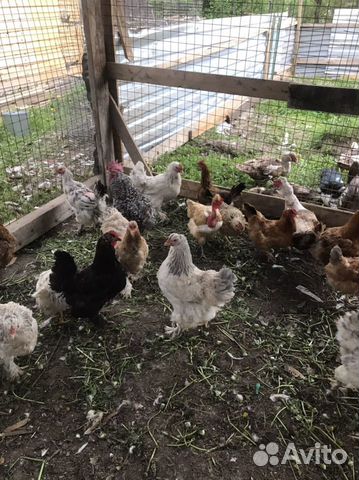 Куры брамапетухииндоутки