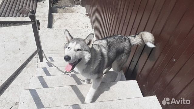 Сибирский хаски