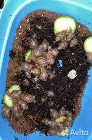 Улитки ахатины