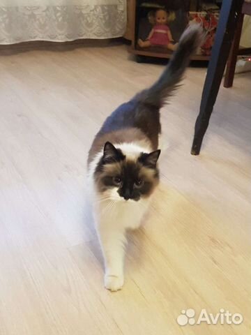 Кошка Рэгдолл