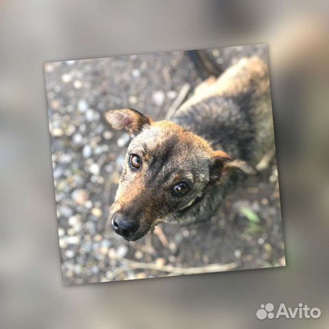Собачка в добрые руки